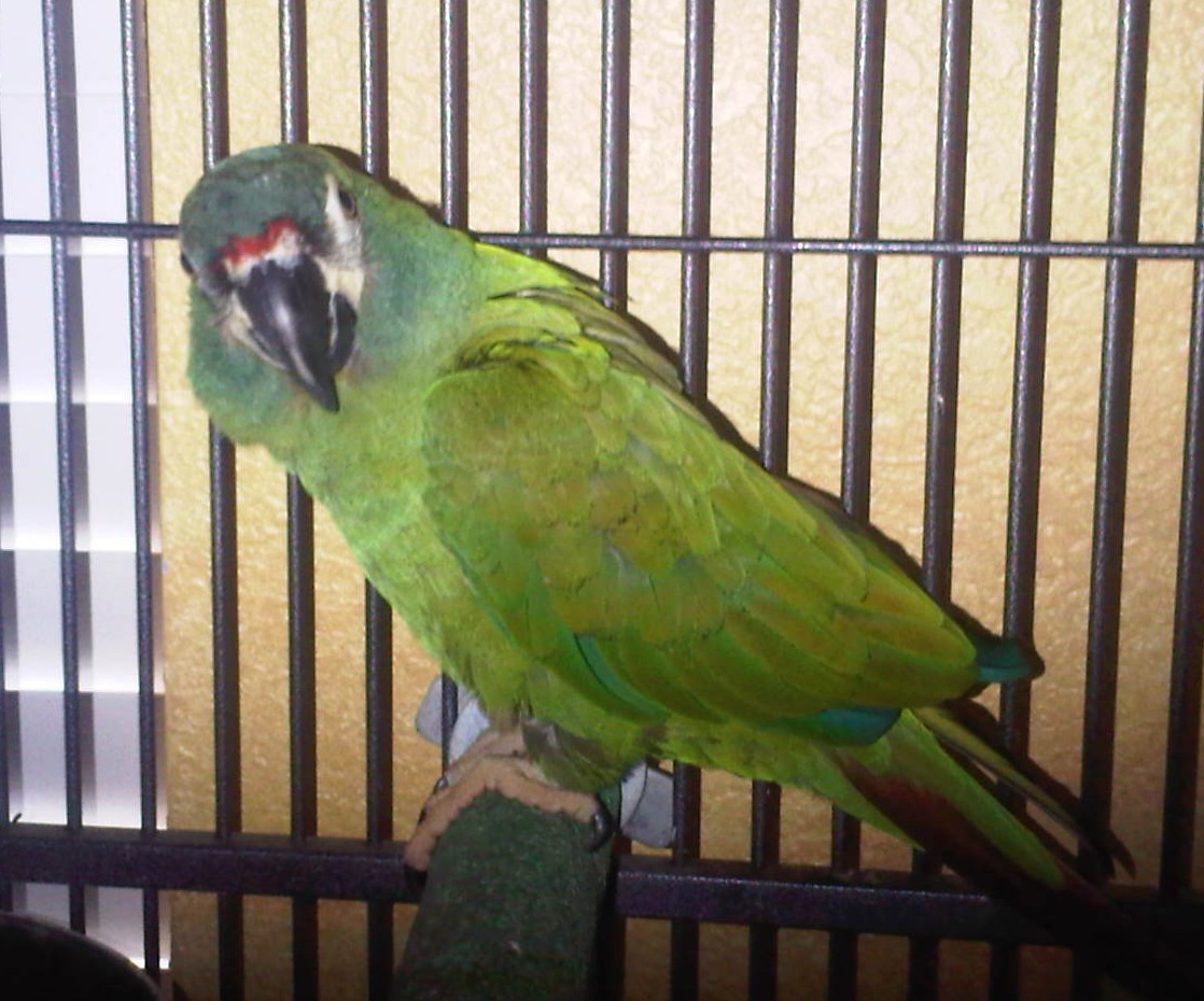 Recovered Deceased, LOST: TX, McKinney, Illiger’s Macaw ‘Tiko’ (banded ...
