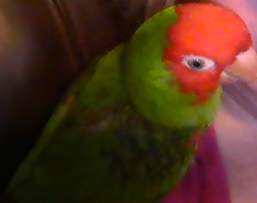 lost cherry head conure small parrot