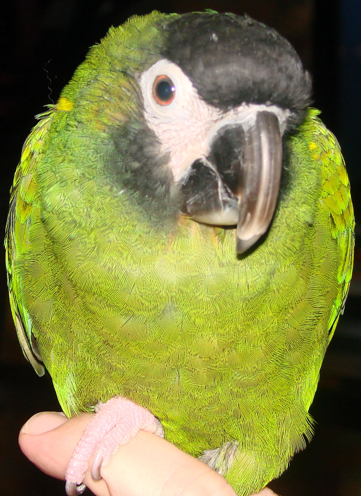 Lost: McKinney, TX Yellow Collared Mini-Macaw