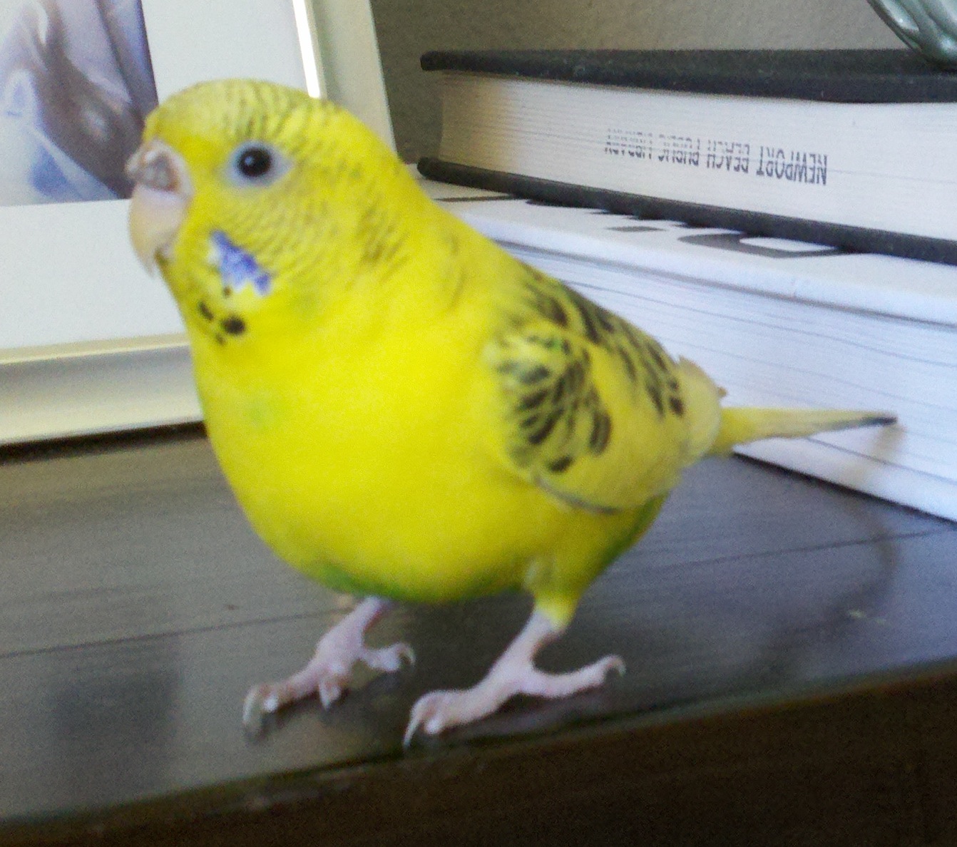 LOST Yellow Parakeet/Budgie