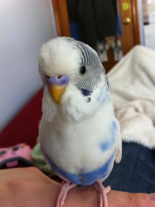 *LOST USA FL, Port St Lucie Parakeet “Misty” Sept 27-15