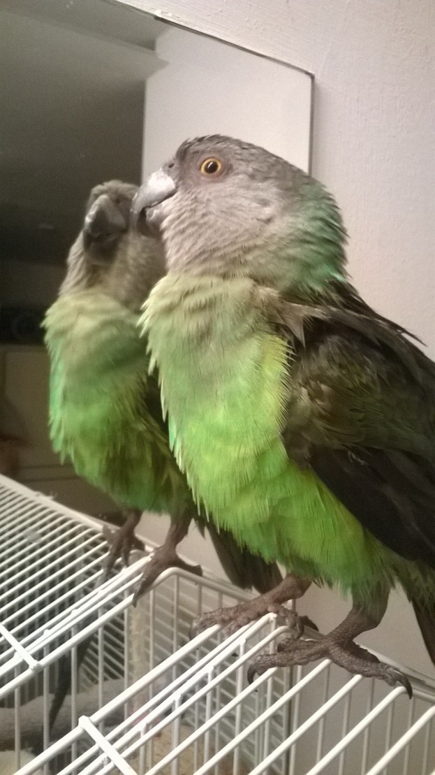Parrot medium size