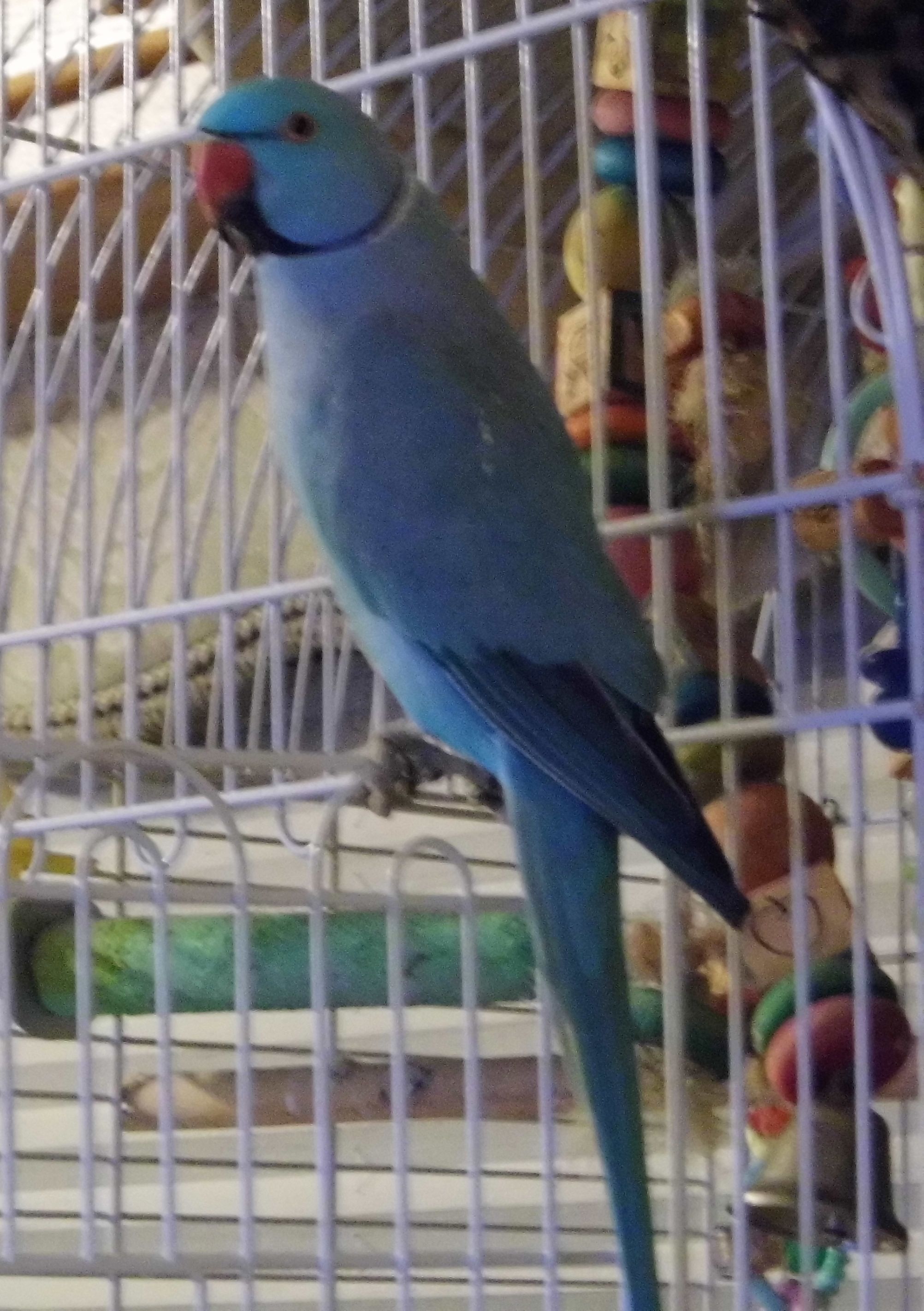 Indian Ring Neck Blue Male