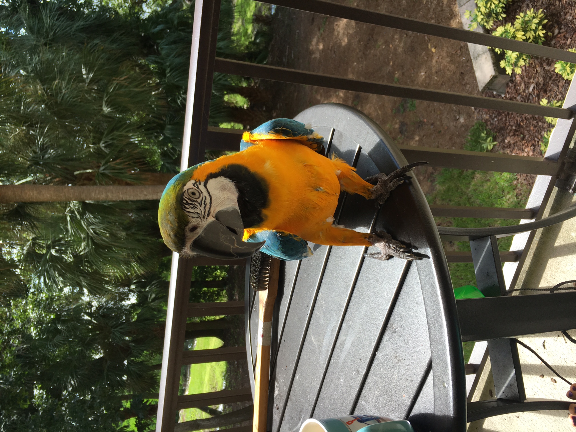 REUNITED!! FL clearwater, blue and gold macaw ‘Erebus’ sept 9-16