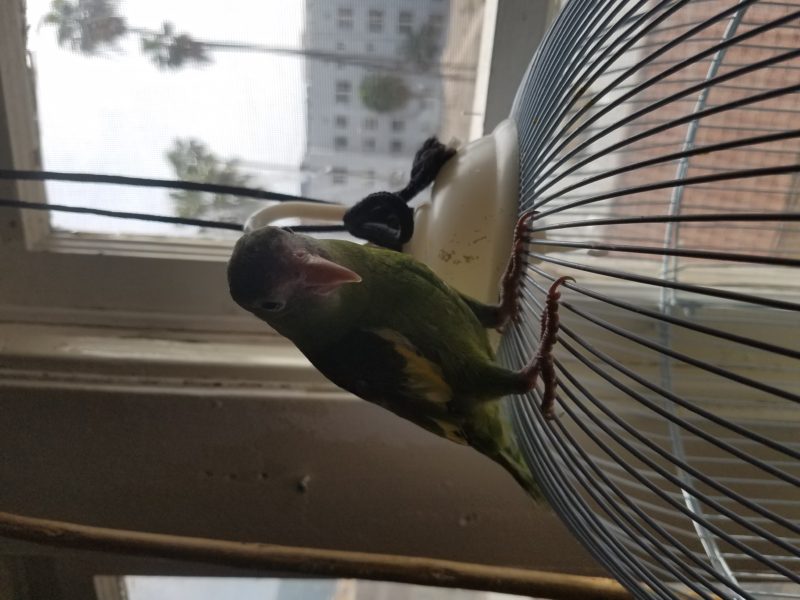 US, LOS ANGELES, CA Lost Parrot Last seen around 5th Mariposa