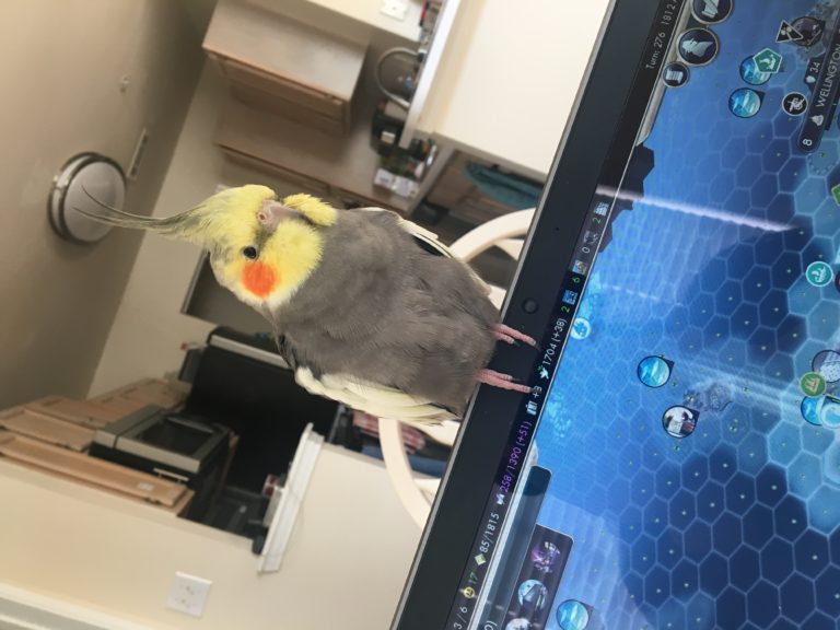 USA NC Chapel Hill, Yellow Faced Cockatiel ‘Pearl/Buzz’ July 28-19