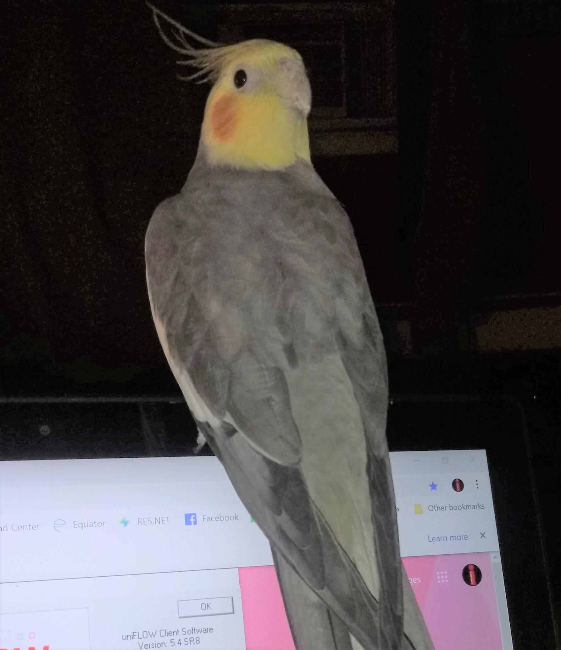 USA NJ Wayne Cockatiel Yellow Faced “Brutus” Sept 17-19