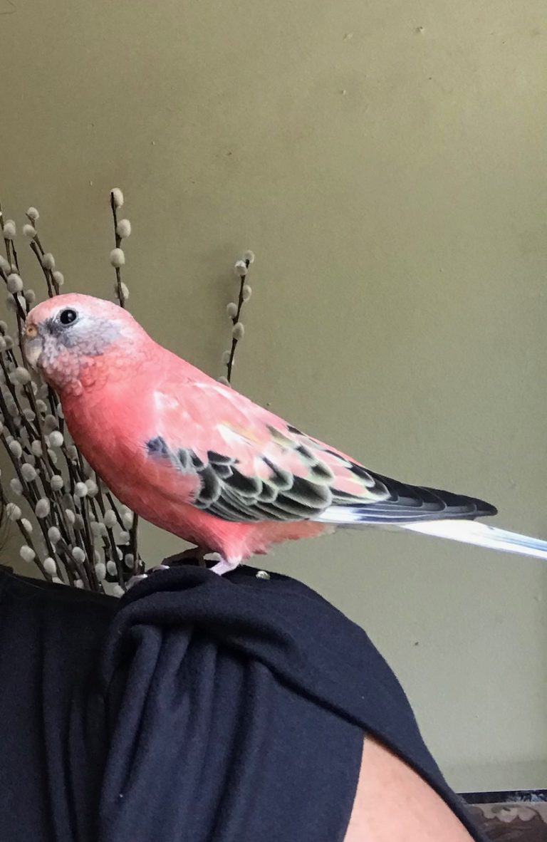 USA NY – Parakeet Pink Rosie Bourke “Pinky” Sept 19-19