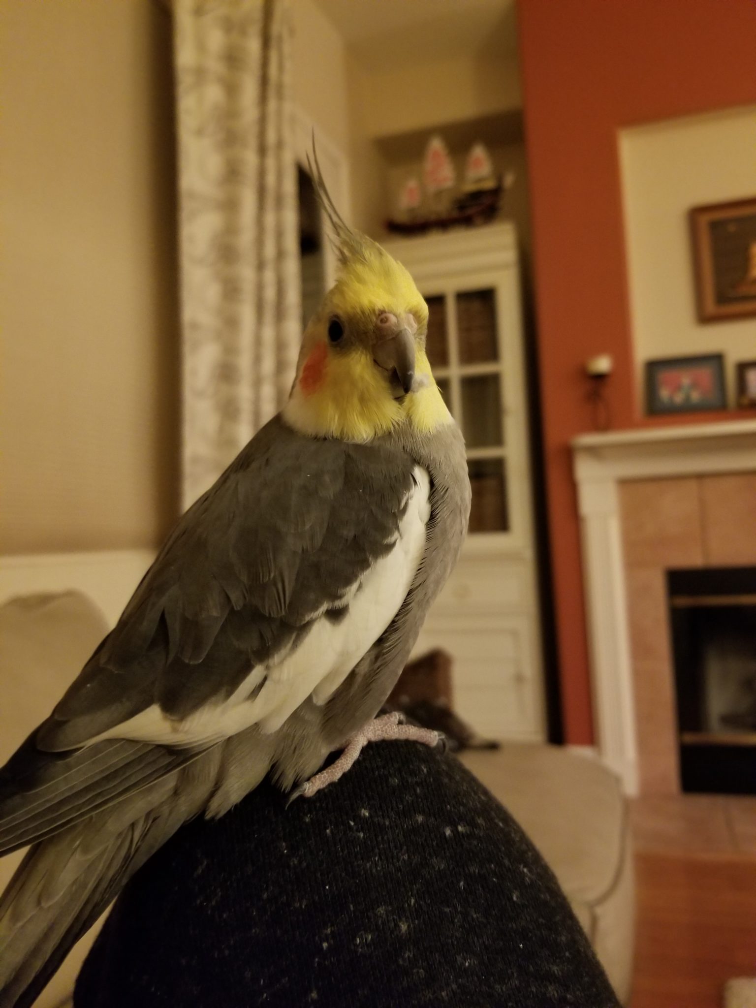Cockatiel lost