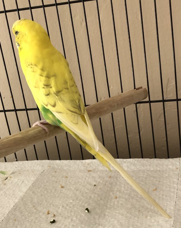 FOUND: BUDGIE PARAKEET, 10/31/19, Mesa, AZ, Maricopa County