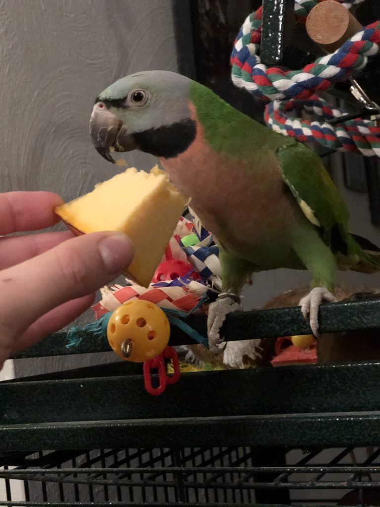 North Huntingdon, Pennsylvania. Mustache Parakeet ‘Savannah’ Nov 10, 2019