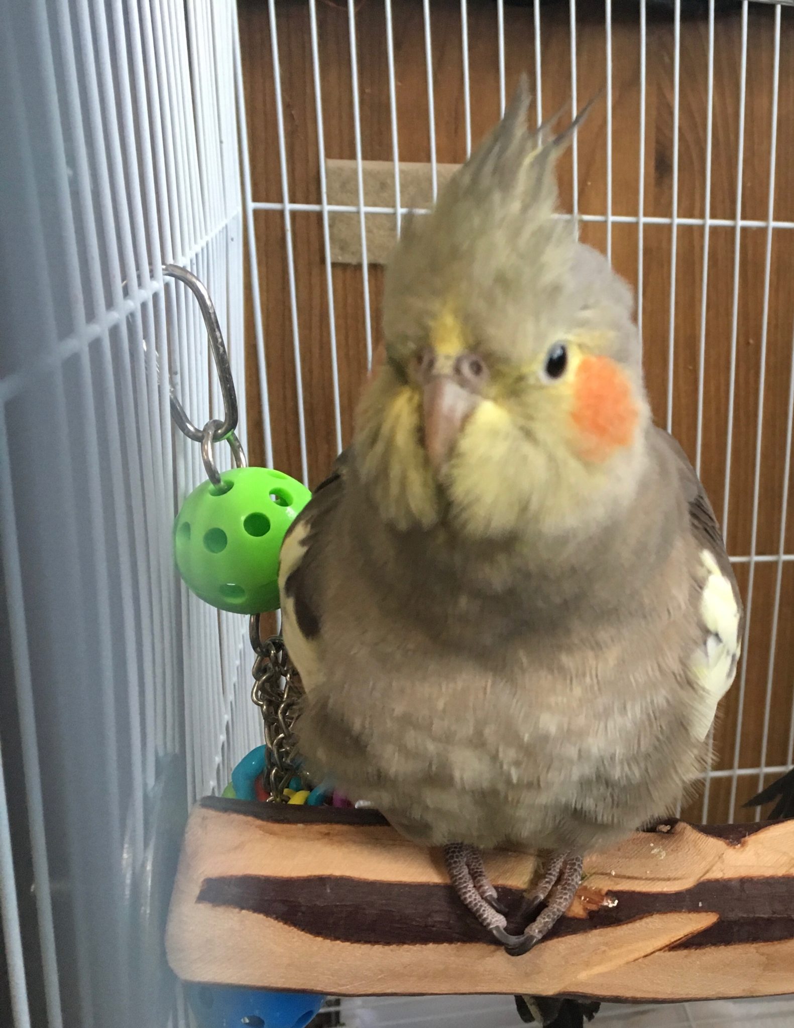 AZ Meadview, Cockatiel Grey, ‘Twinkie’ Dec 27-19