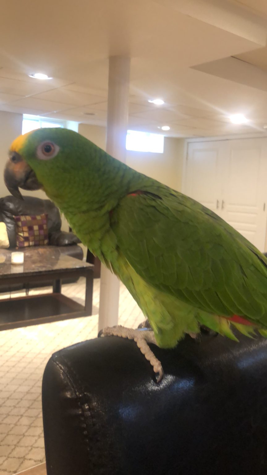 USA MI Dearborn,Yellow-crowned amazon ‘Baby Chapo’ Dec 08-19