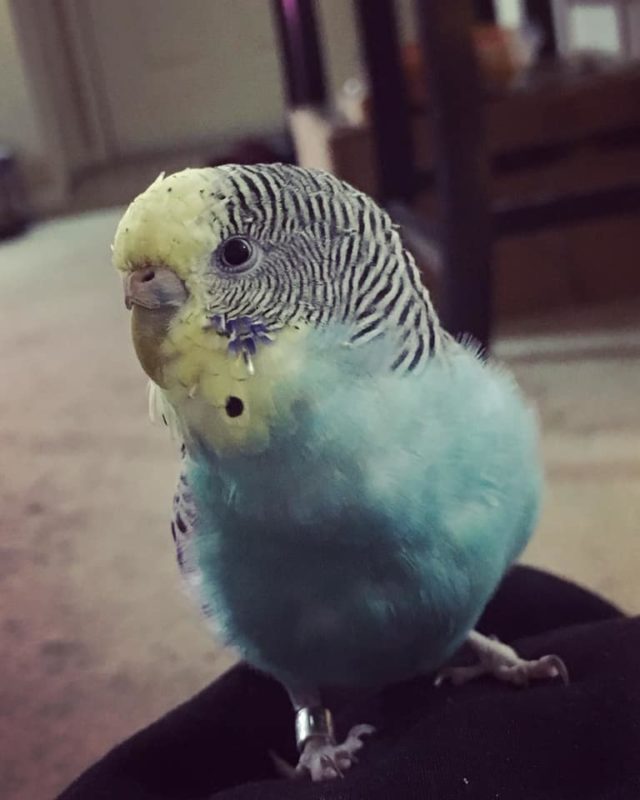 LOST: TX, Austin, Parakeet, “Zazu”, Dec. 6.19