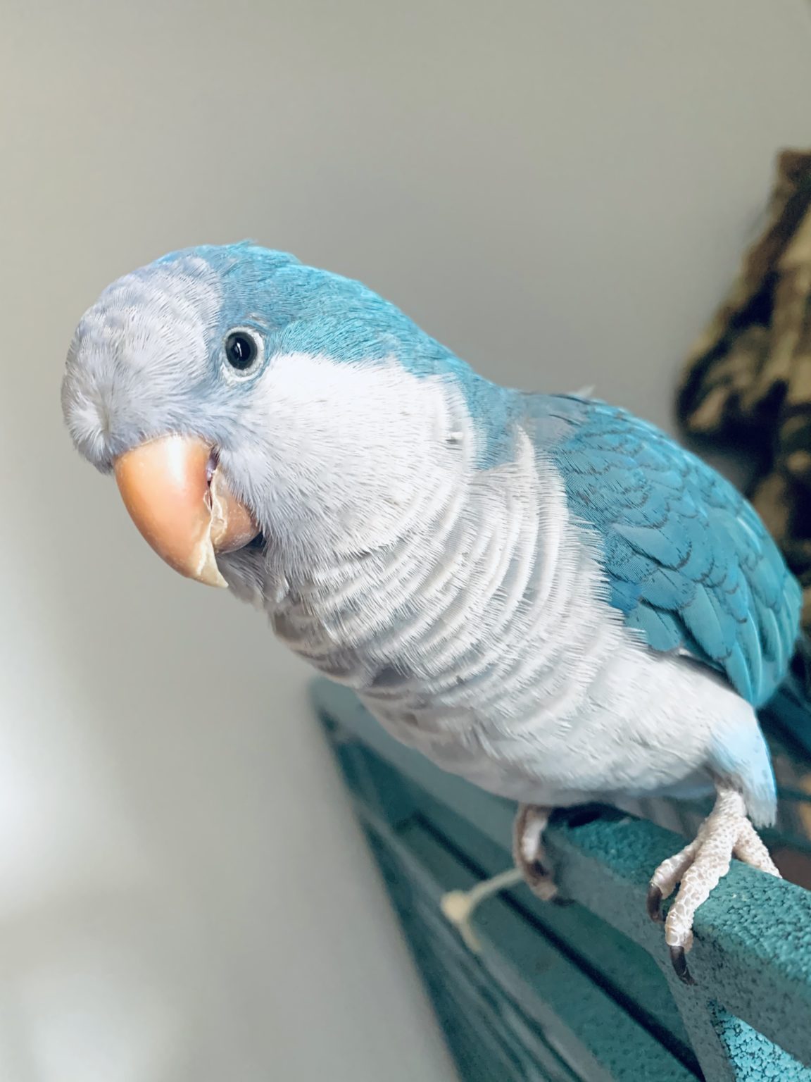 USA IN Fort Wayne, Quaker Blue (monk parakeet) ‘Habibi’ Dec 31 2019