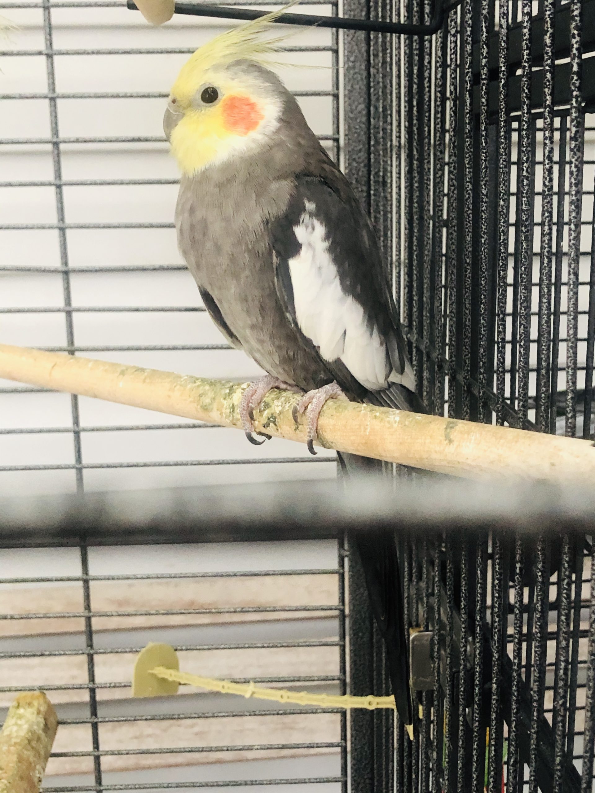 Lost male cockatiel