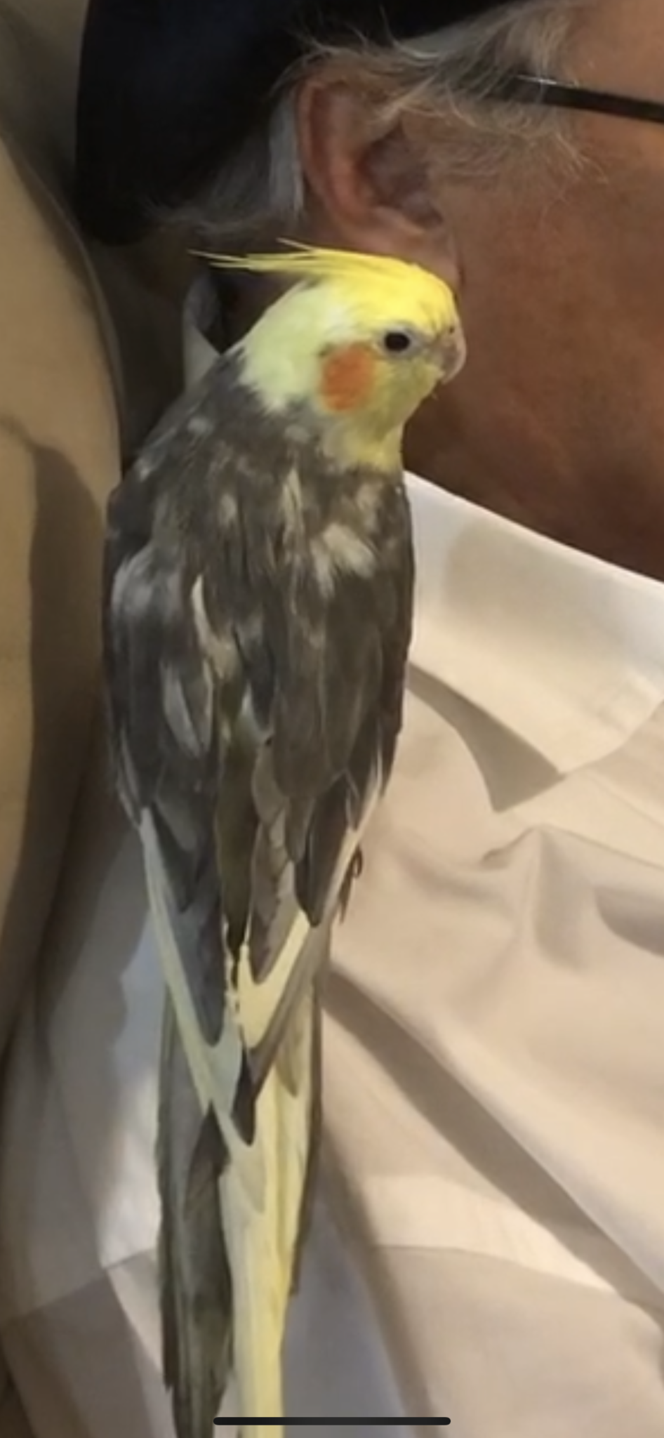 Cockatiel Angel missing since 01/31/20 in Jacksonville, Florida