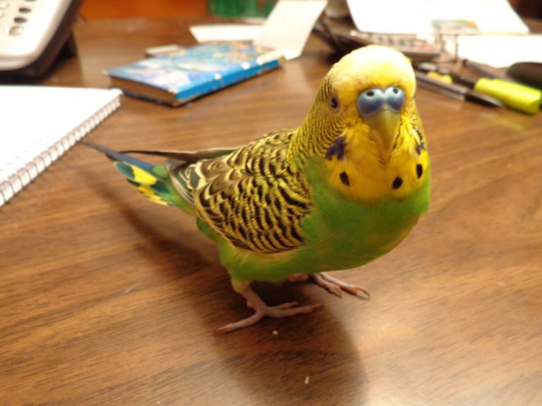 USA BERGENFIELD NJ, GREEN PARAKEET, “PONCHO” FEB 27.20