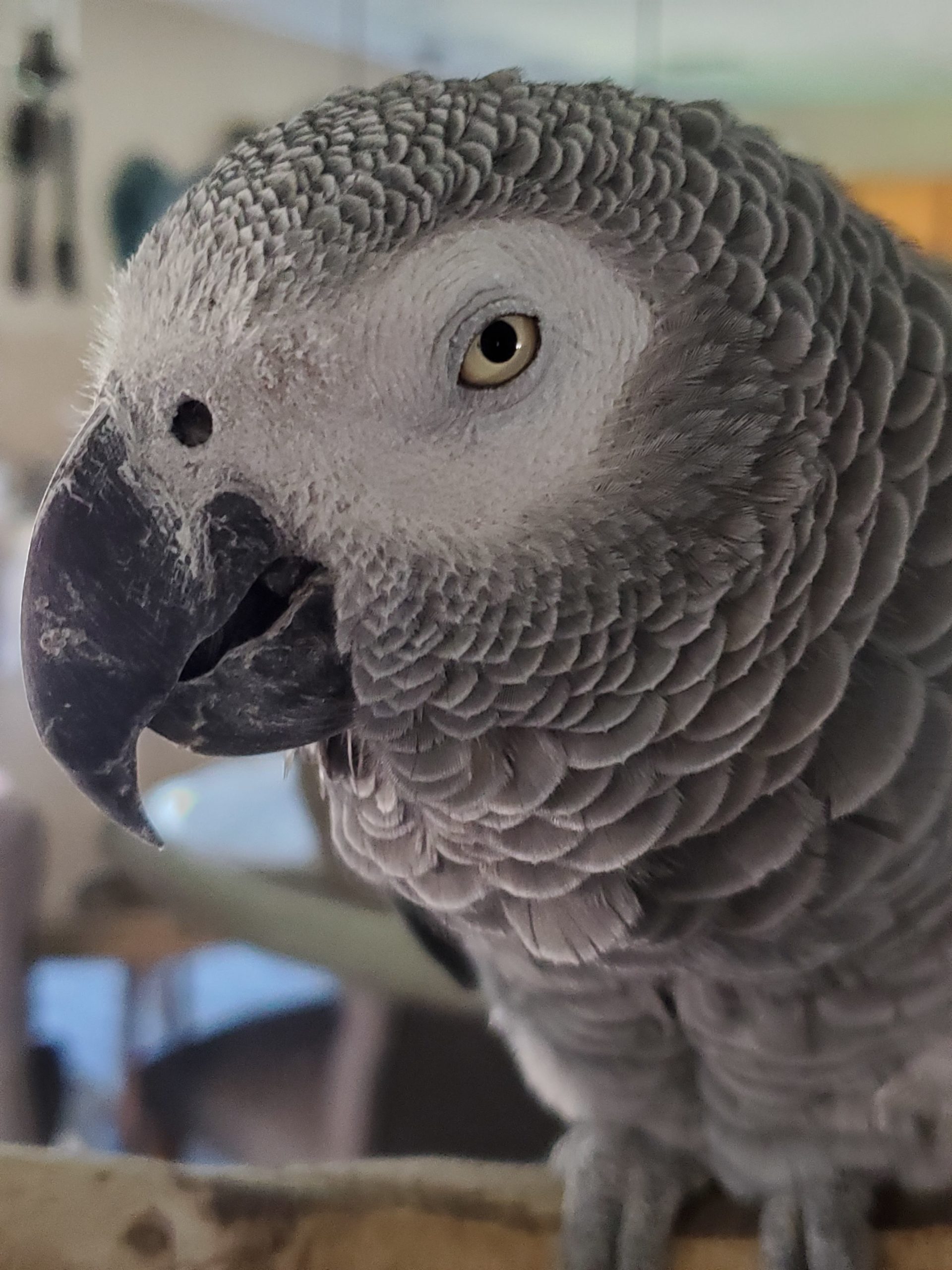 REUNITED!! USA – MESA AZ 85212 – Congo African Grey – Oscar – lost ...
