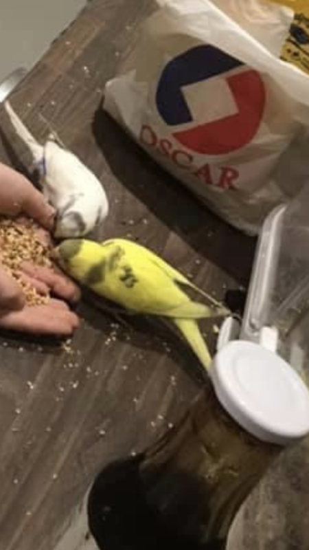 Uk lost budgie yellow Kent