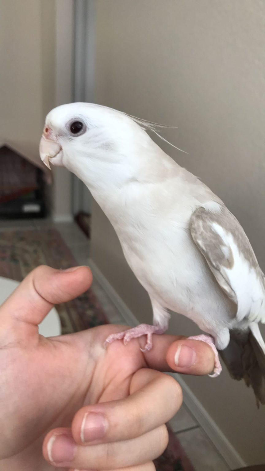 REUNITED!! AZ GLENDALE, Albino White and Grey Cockatiel “Angel” March ...
