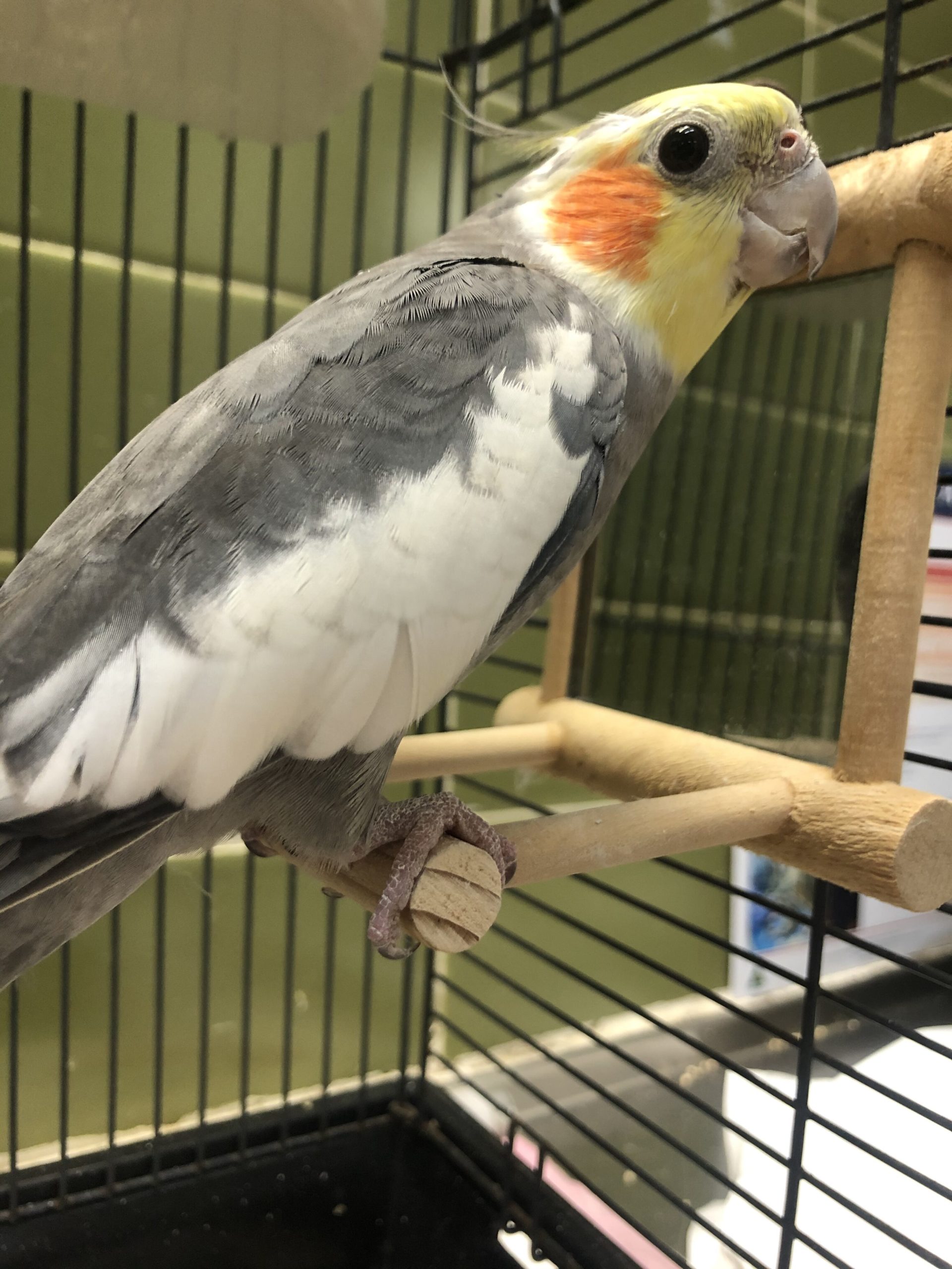 FOUND: Australia, Sydney, Cockatiel , Feb 28.20