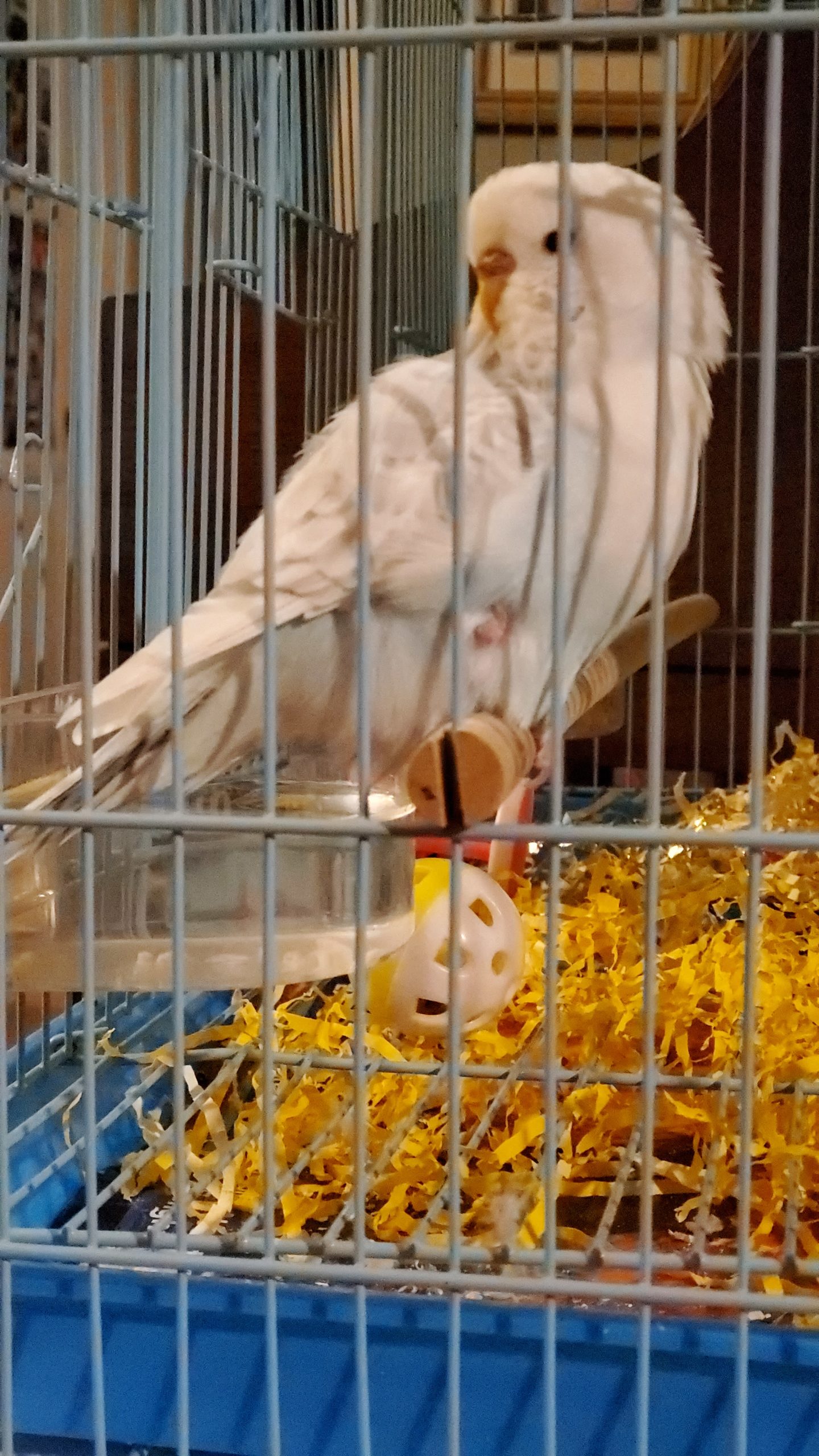 USA, CA, Lakewood, Parakeet “Sky” lost Apr-08