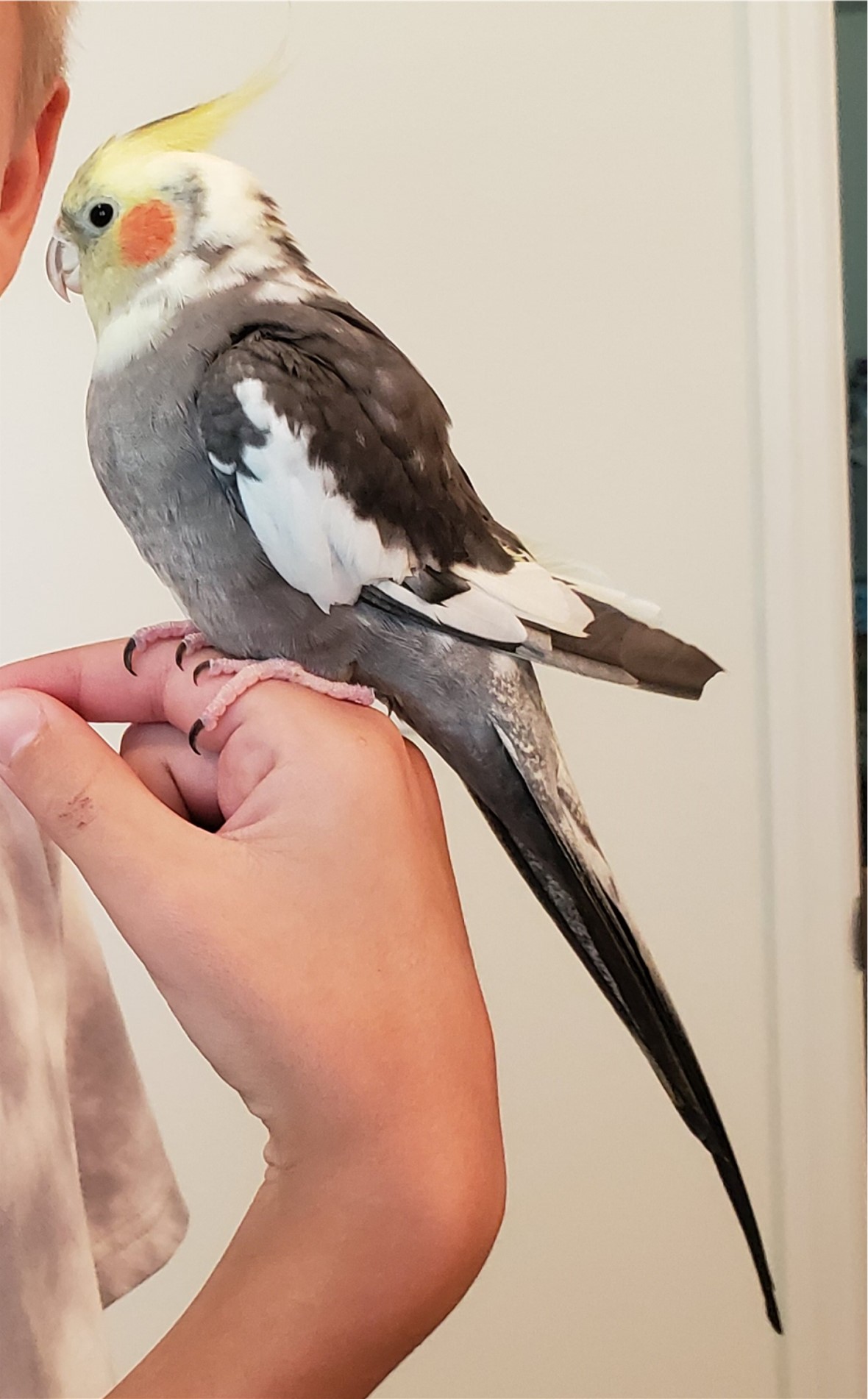 We lost our cockatiel on March 12, 2020 ,FL New Smyrna beach