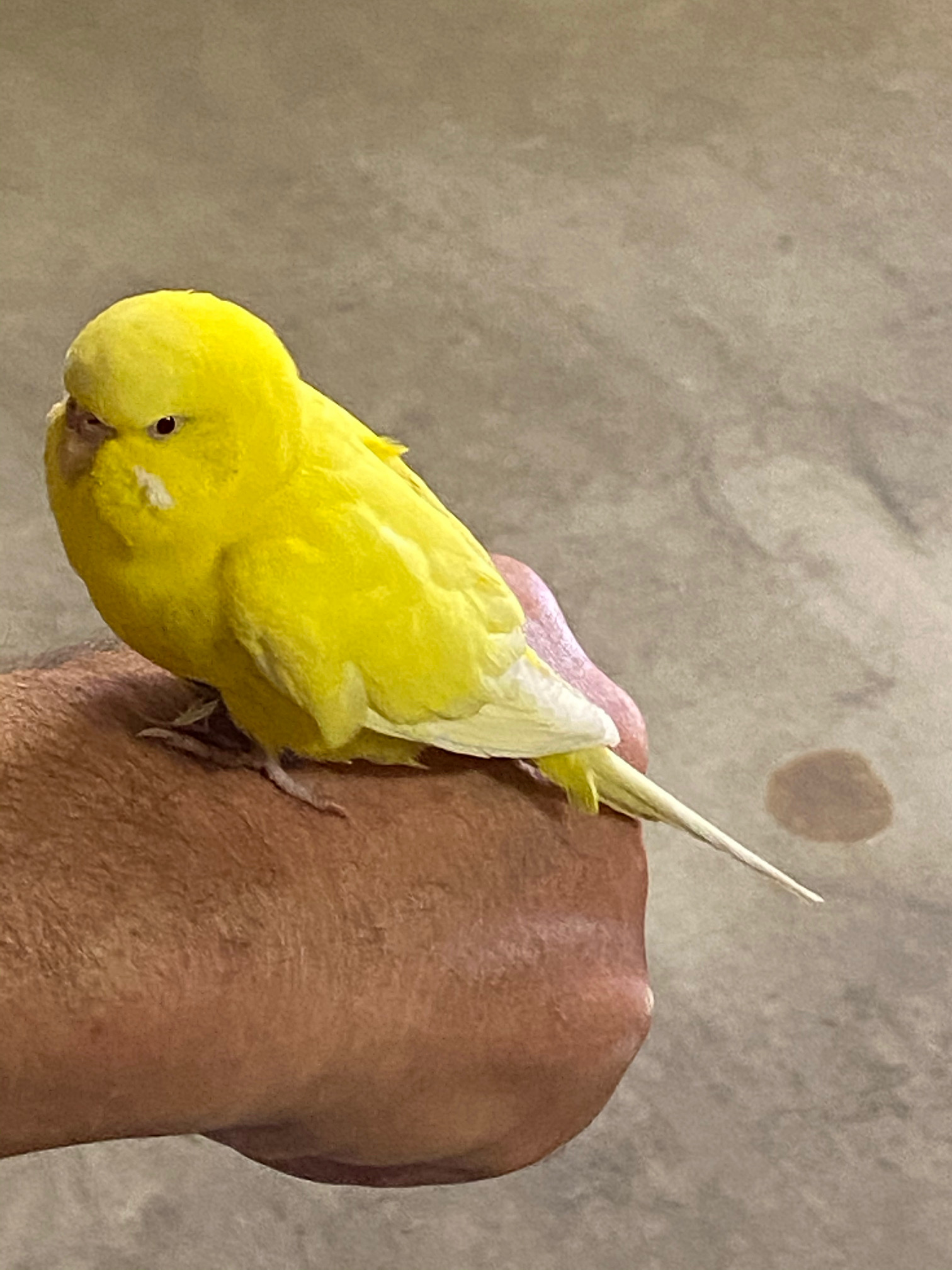 AZ, Glendale, Yellow Parakeet Apr 6.2020