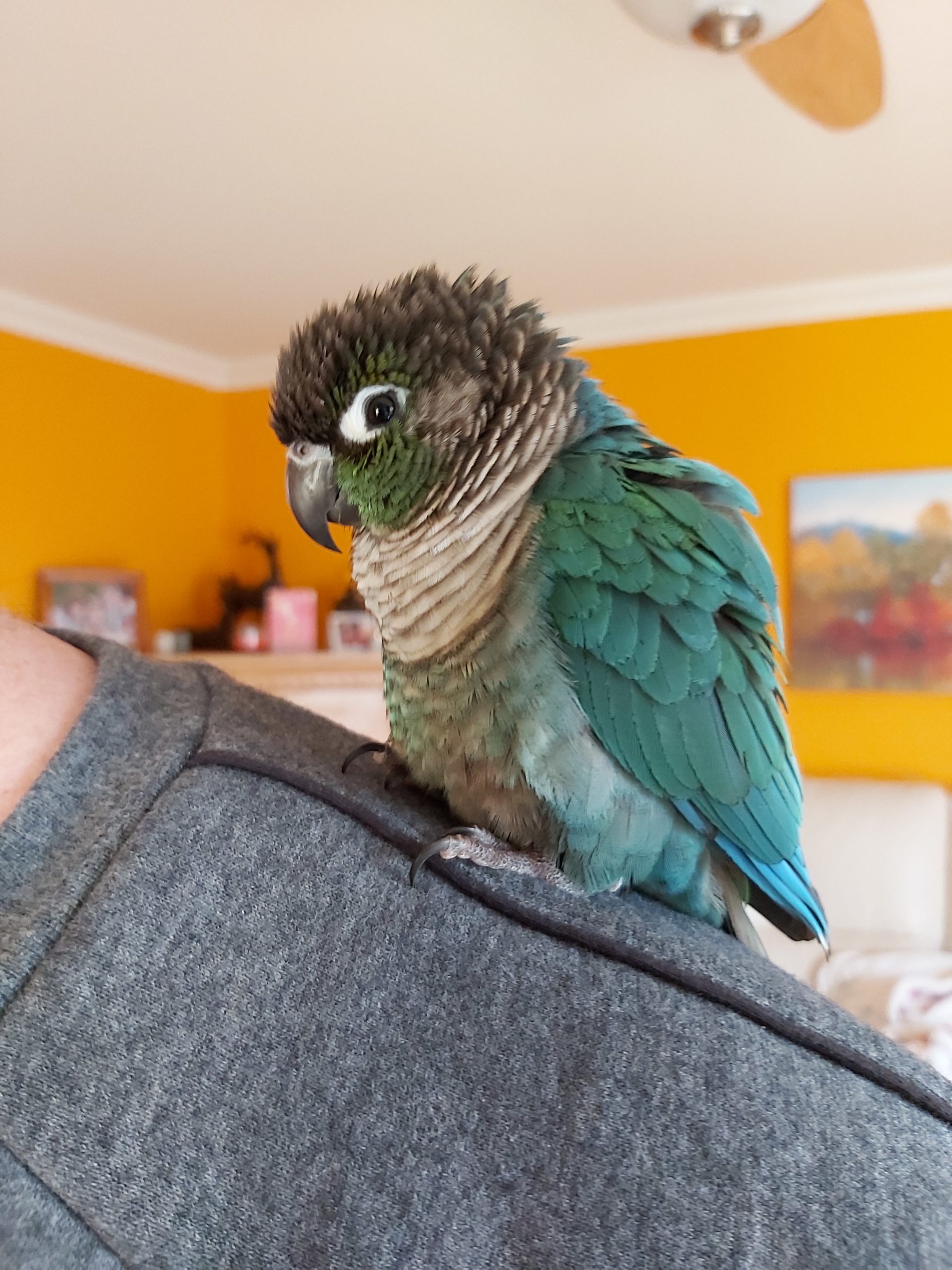 QC, Boisbriand, Green cheek turquoise conure Mayo 12