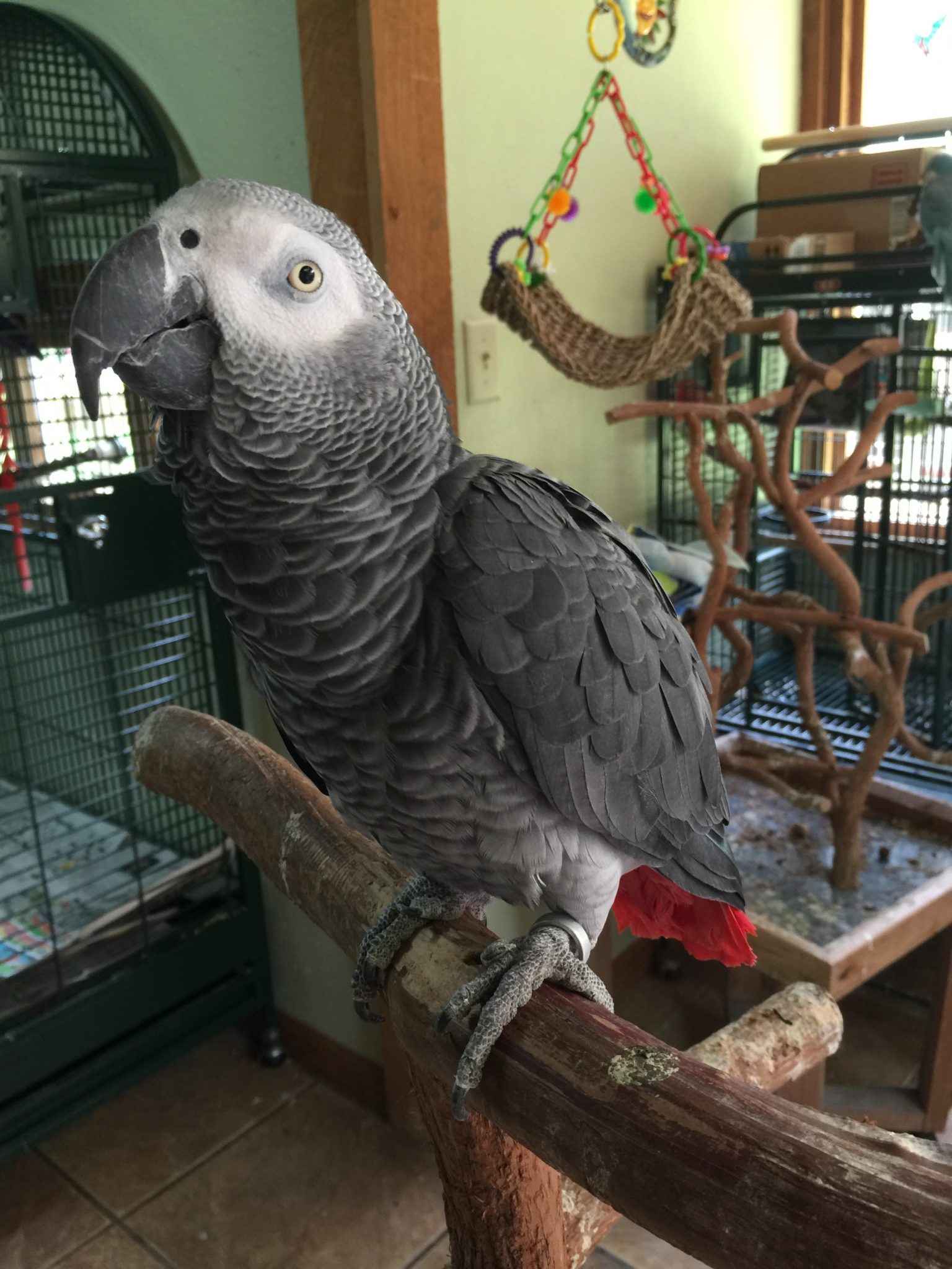 Missing African Grey Named Gomer