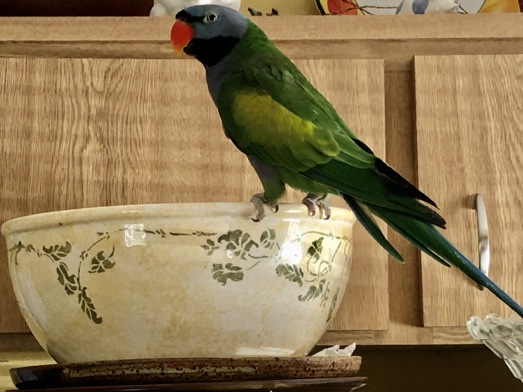 USA FL Tampa, DERBYAN Parrot “Bandit” May-20