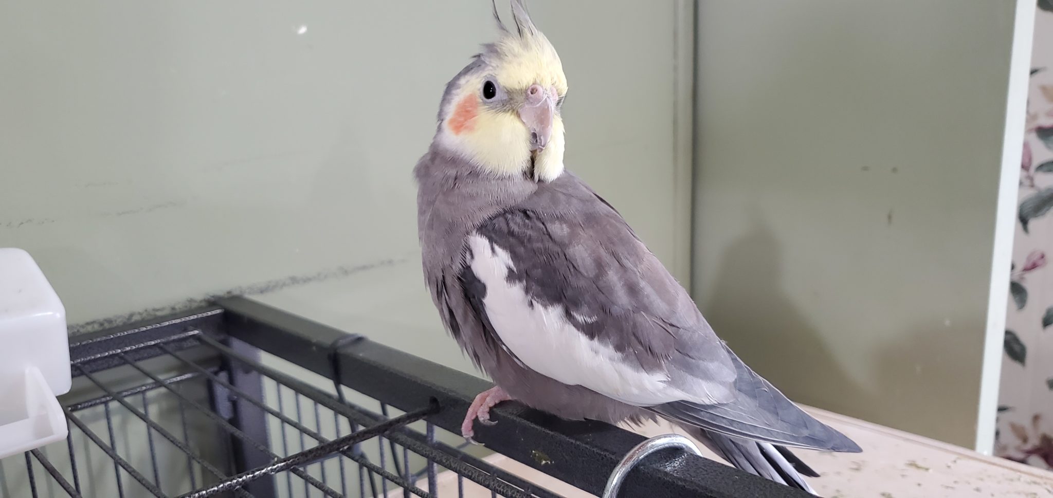 Cockatiel bird escaped