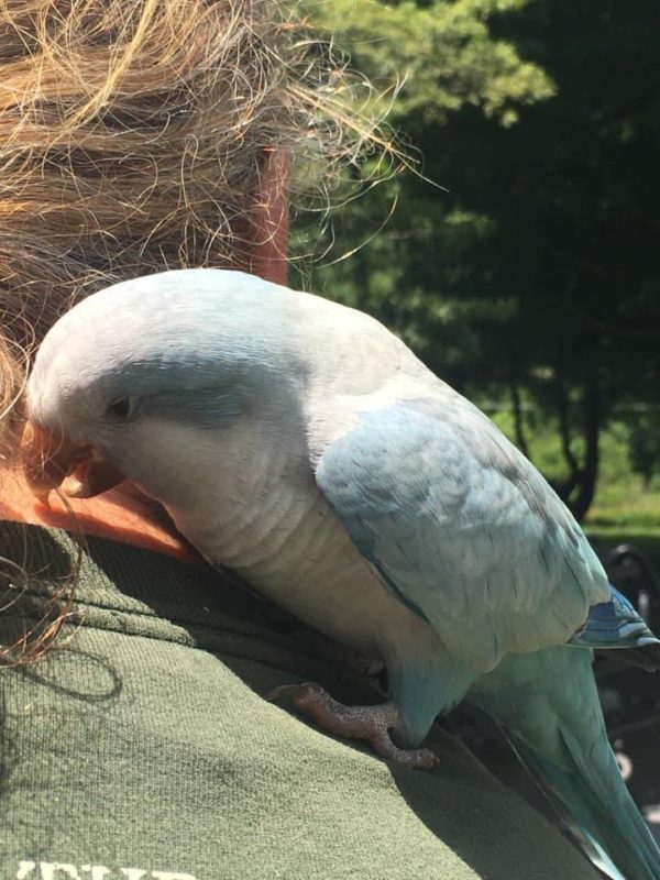 EG: NC, EAST FLAT ROCK, BLUE MONK/QUAKER PARAKEET, JUNE 13.20