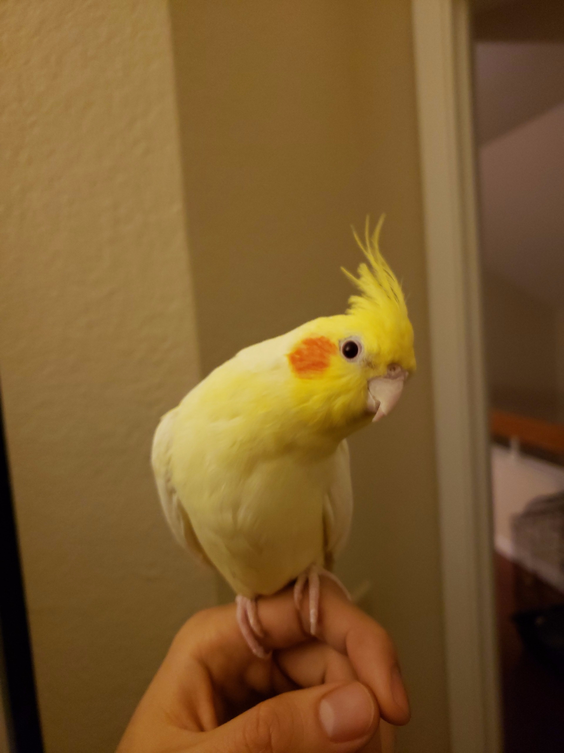 USA CA Milpitas, Lutino (Yellow) Cockatiel July 12-20