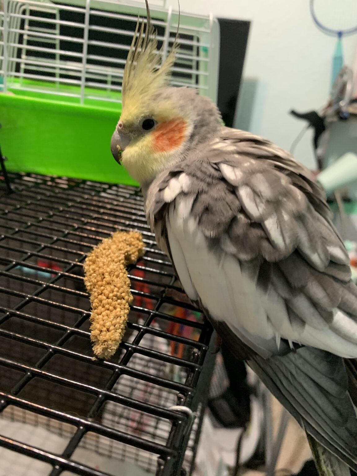 Normal Grey Cockatiel AUG 1-20