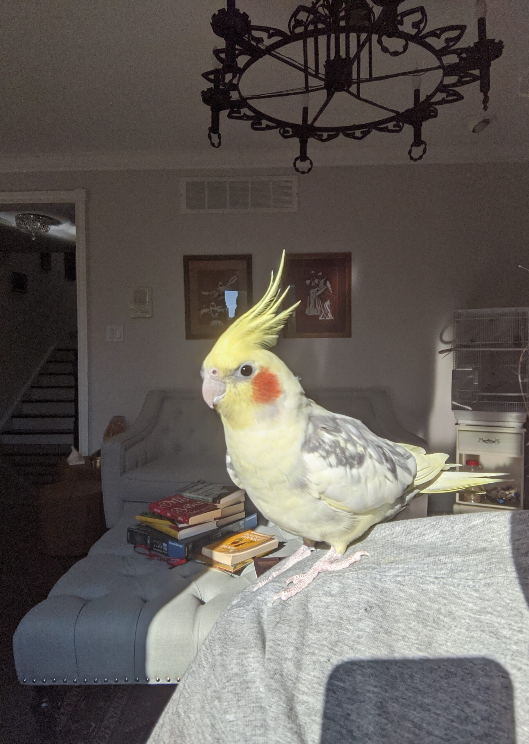 Canada, North York, Ontario, yellow/grey cockatiel ‘Arny’ lost Aug 1 2020