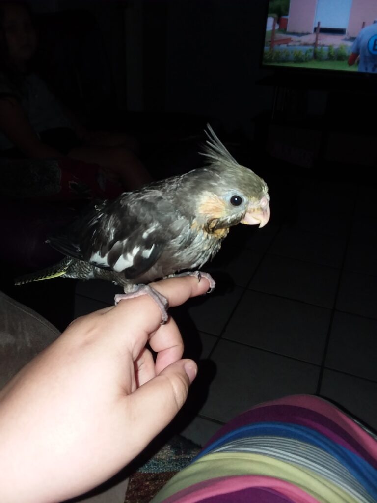 FL Miami, Normal Hen Cockatiel Sep 05-20