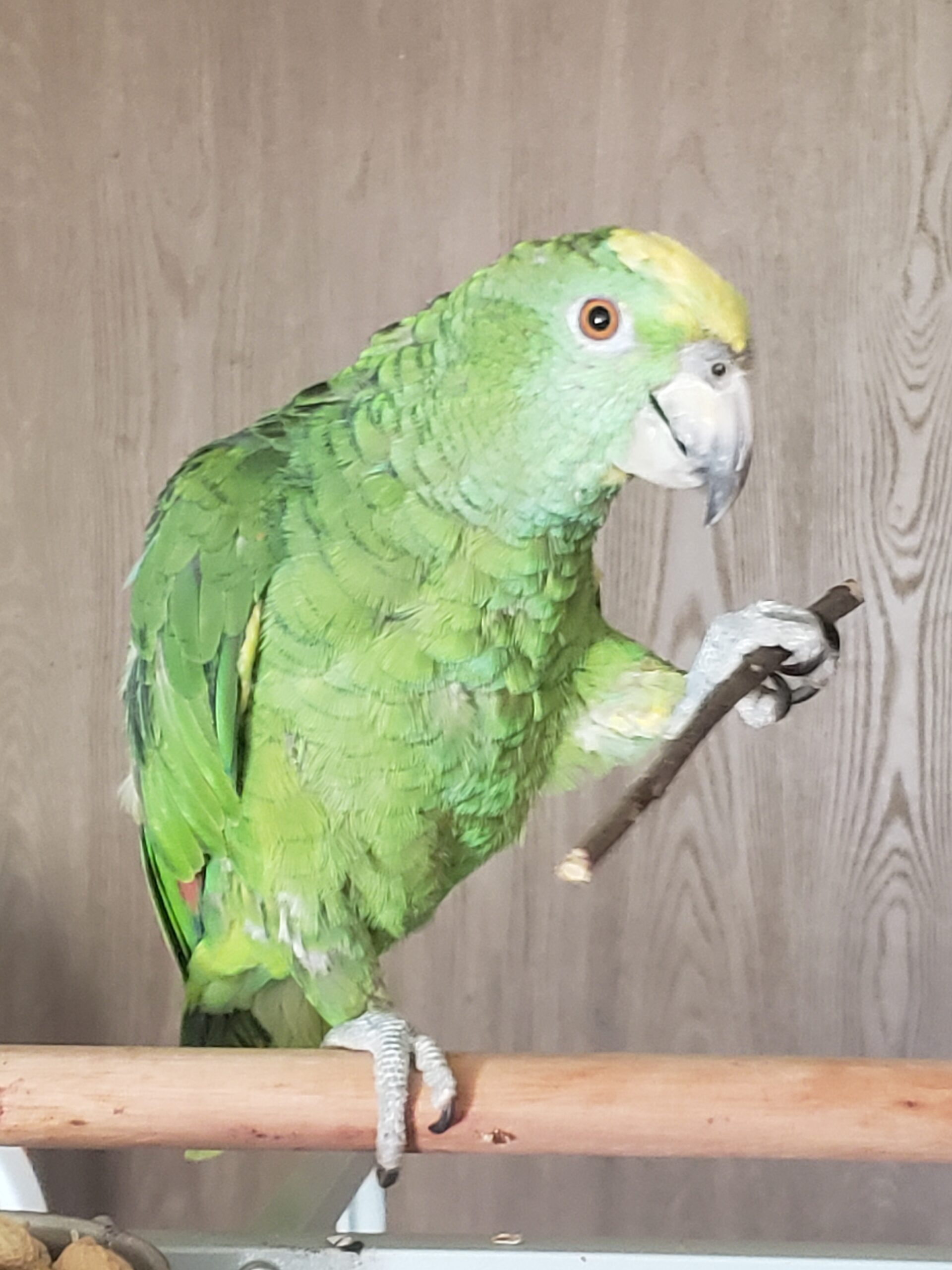 LOST: Anaheim, CA – Amazon Double Yellow Head (Arrow) – Oct 11.20