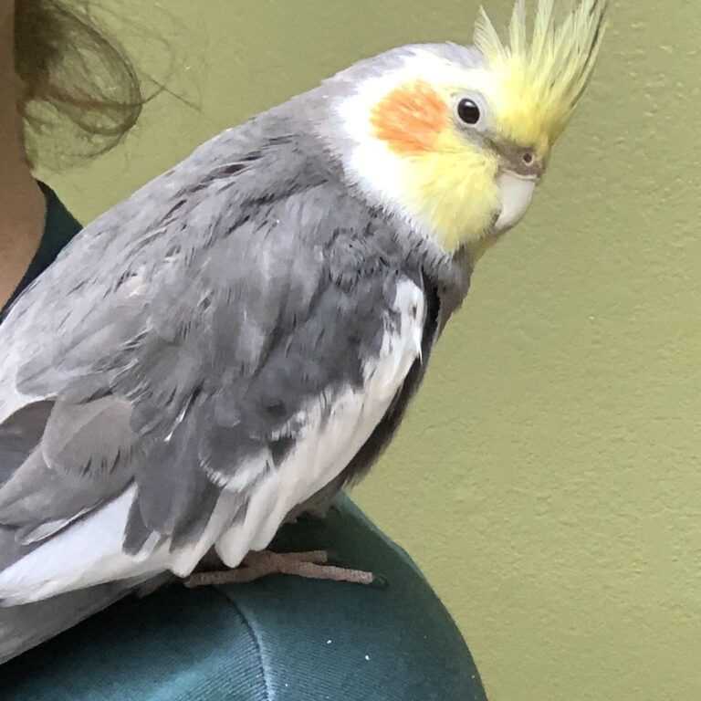 CA Sonoma, Cockatiel Normal ‘Gregg’ Aug 23-20