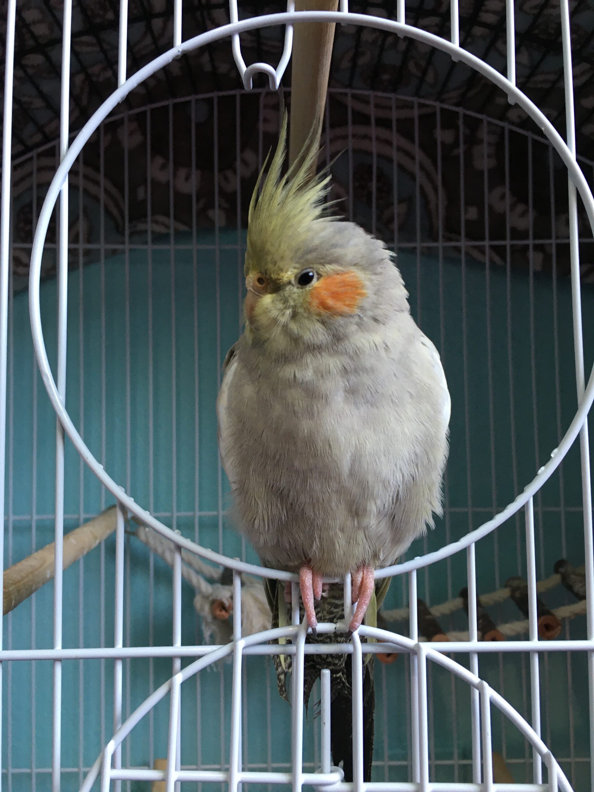 Lost- CA Long Beach -cockatiel (April)- Oct 8.20