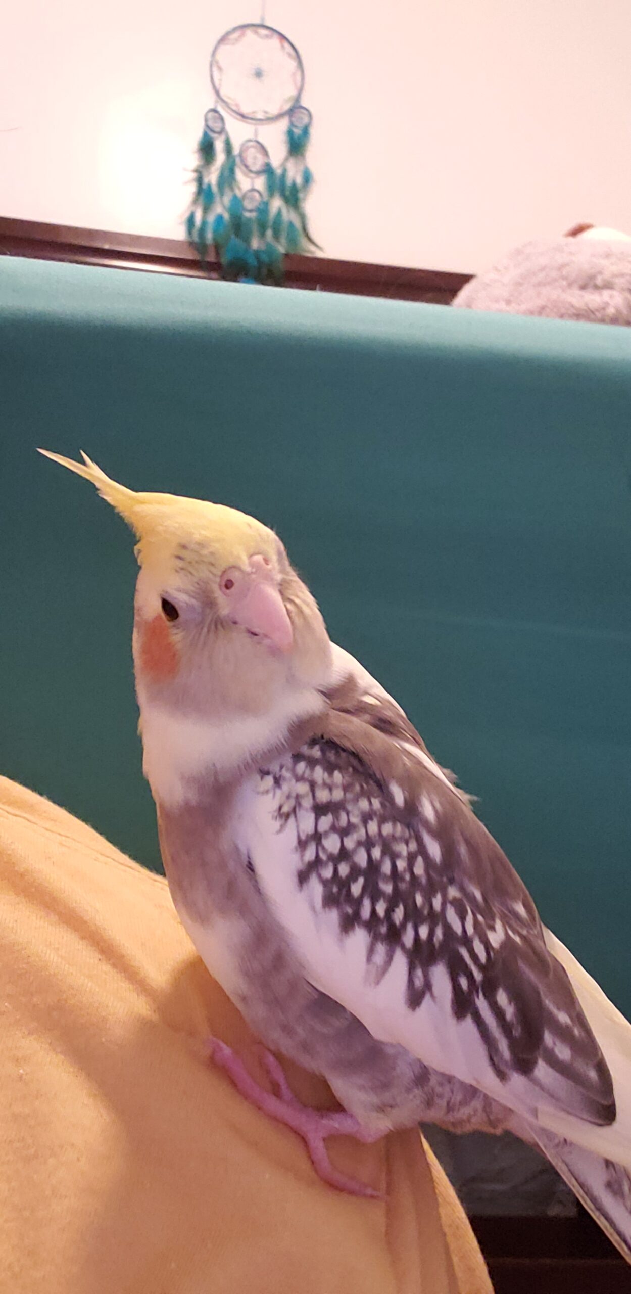 UT West Jordan lost bird yellow and gray cockatiel named “Coco” Oct 6-20