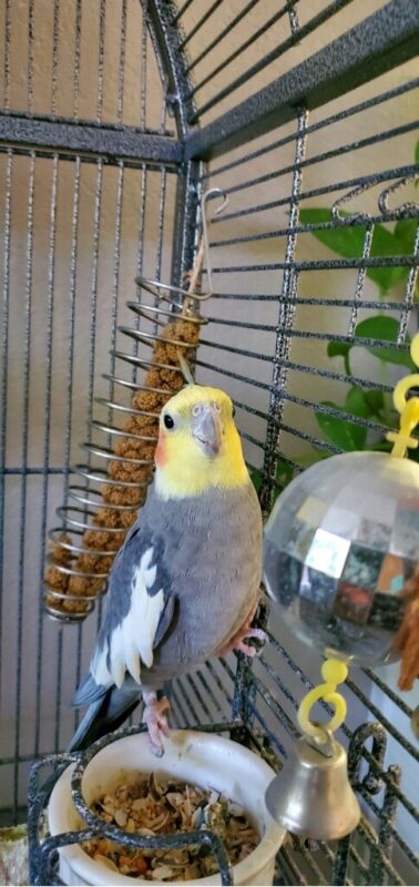 USA Southlake, TX Cockateil normal grey “Sparkle” Oct 16-20