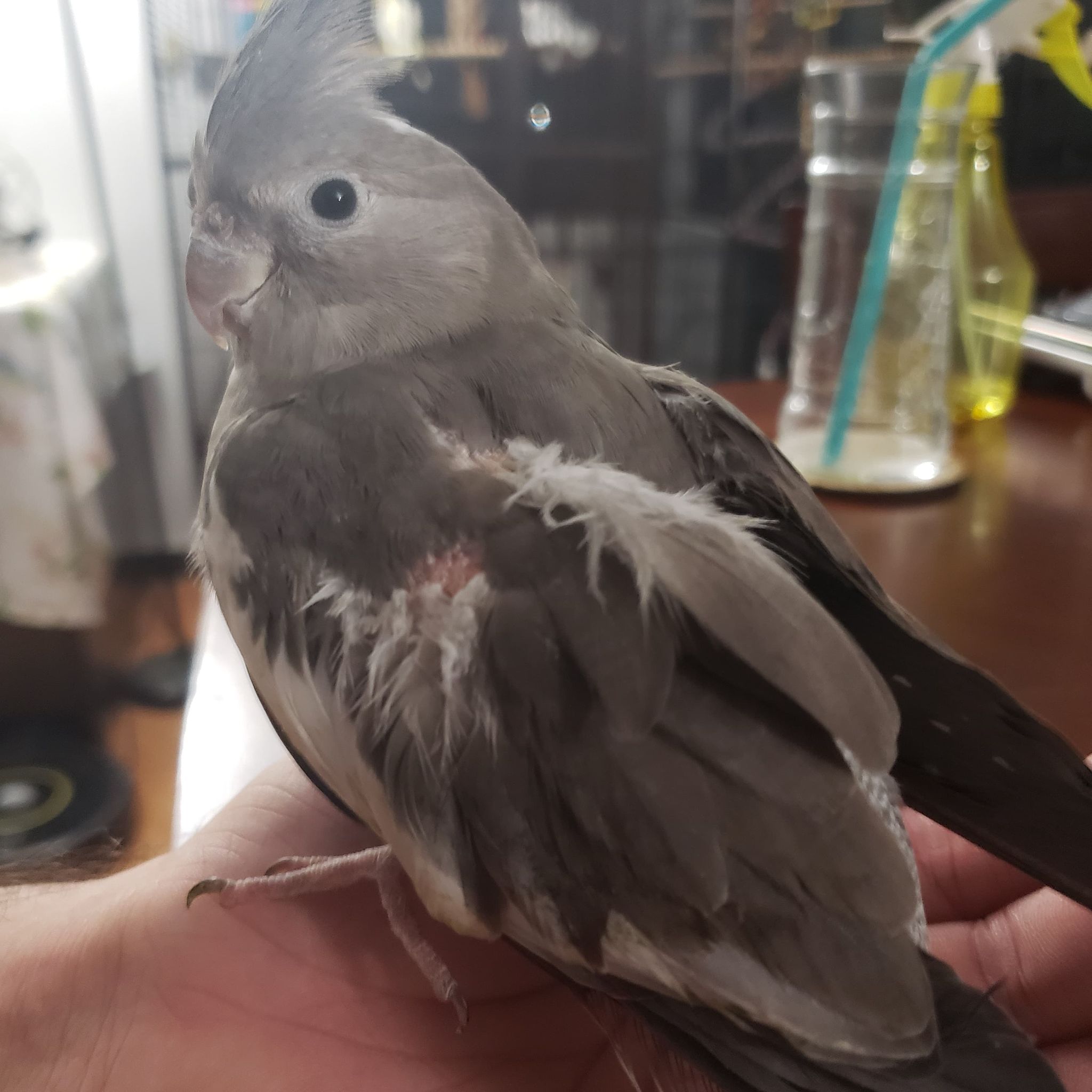 HI, Honolulu, Cockatiel Nov13_20