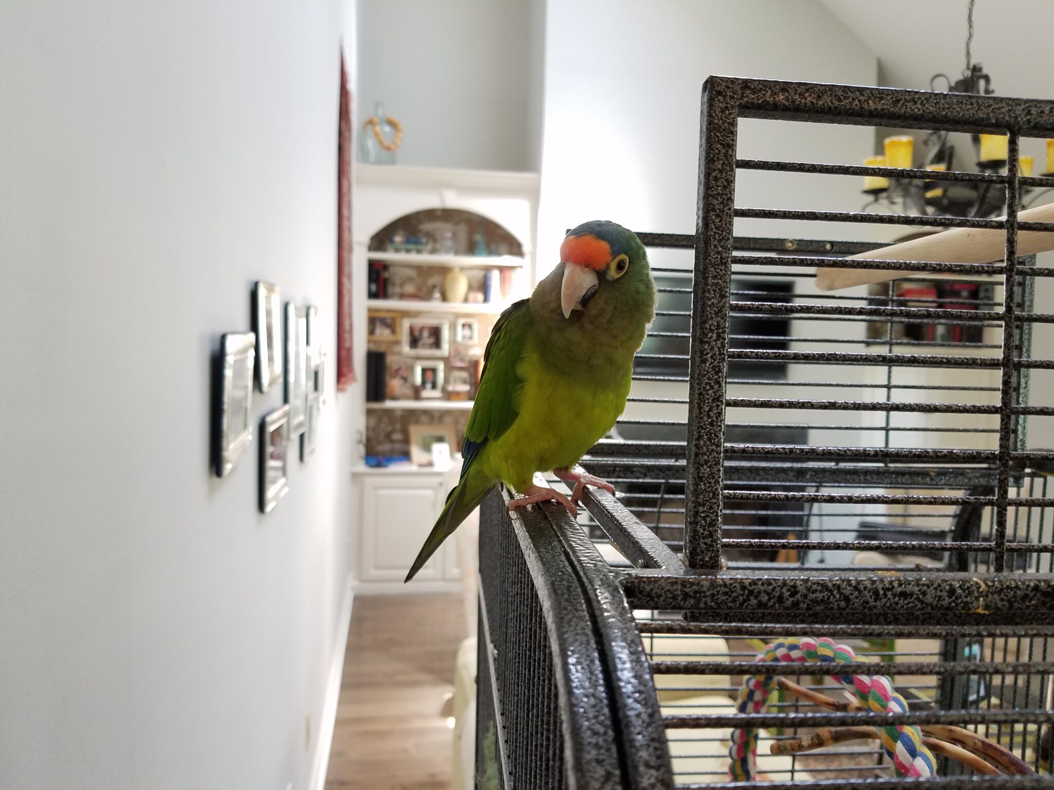 USA GA Atlanta/Buckhead, Half Moon Conure ‘Roger’ Nov11 2020