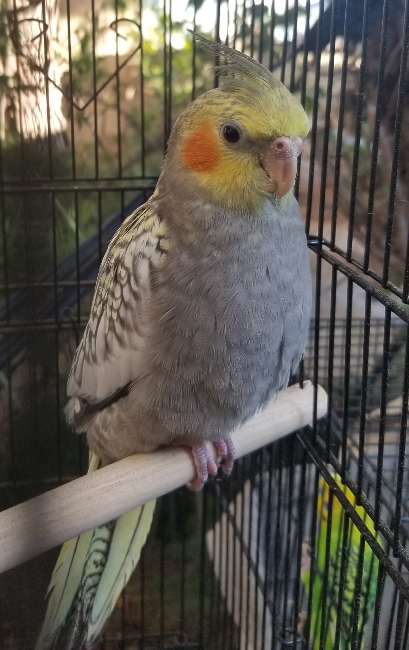 CA, Los Angeles, Cockatiel Nov 16