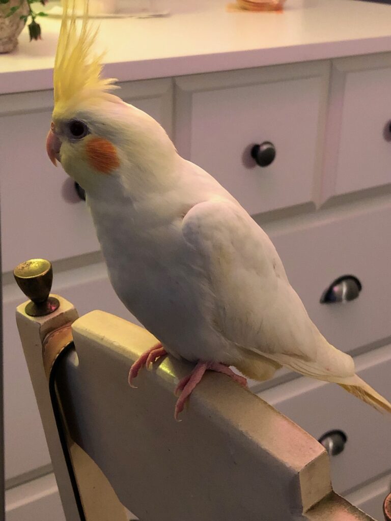 USA CA San Diego, Cockatiel’ Nov 29-11