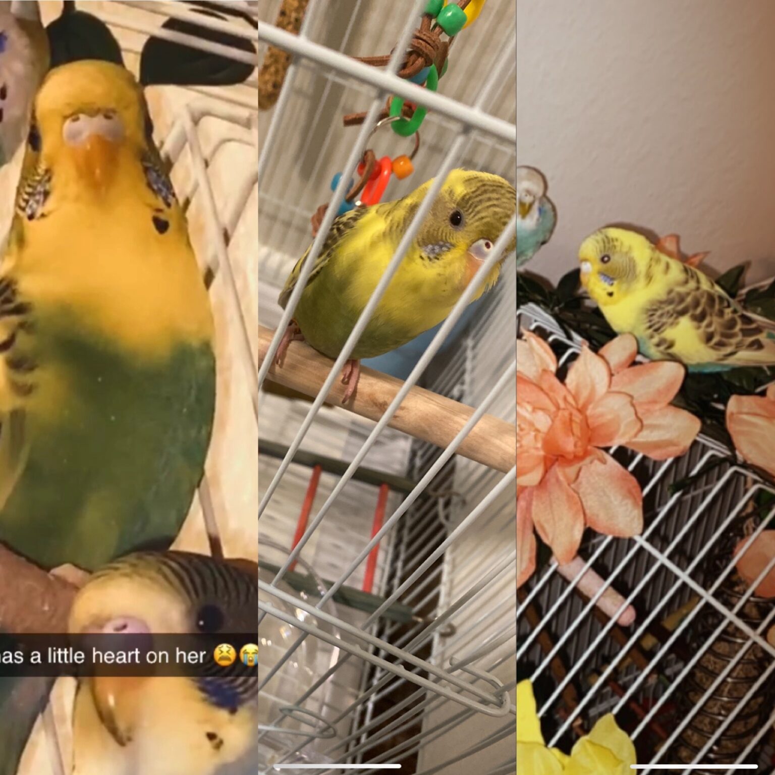 LOST – GREEN & YELLOW BUDGIE/ PARAKEET, “LUCY” COVINA, LOS ANGELES ...