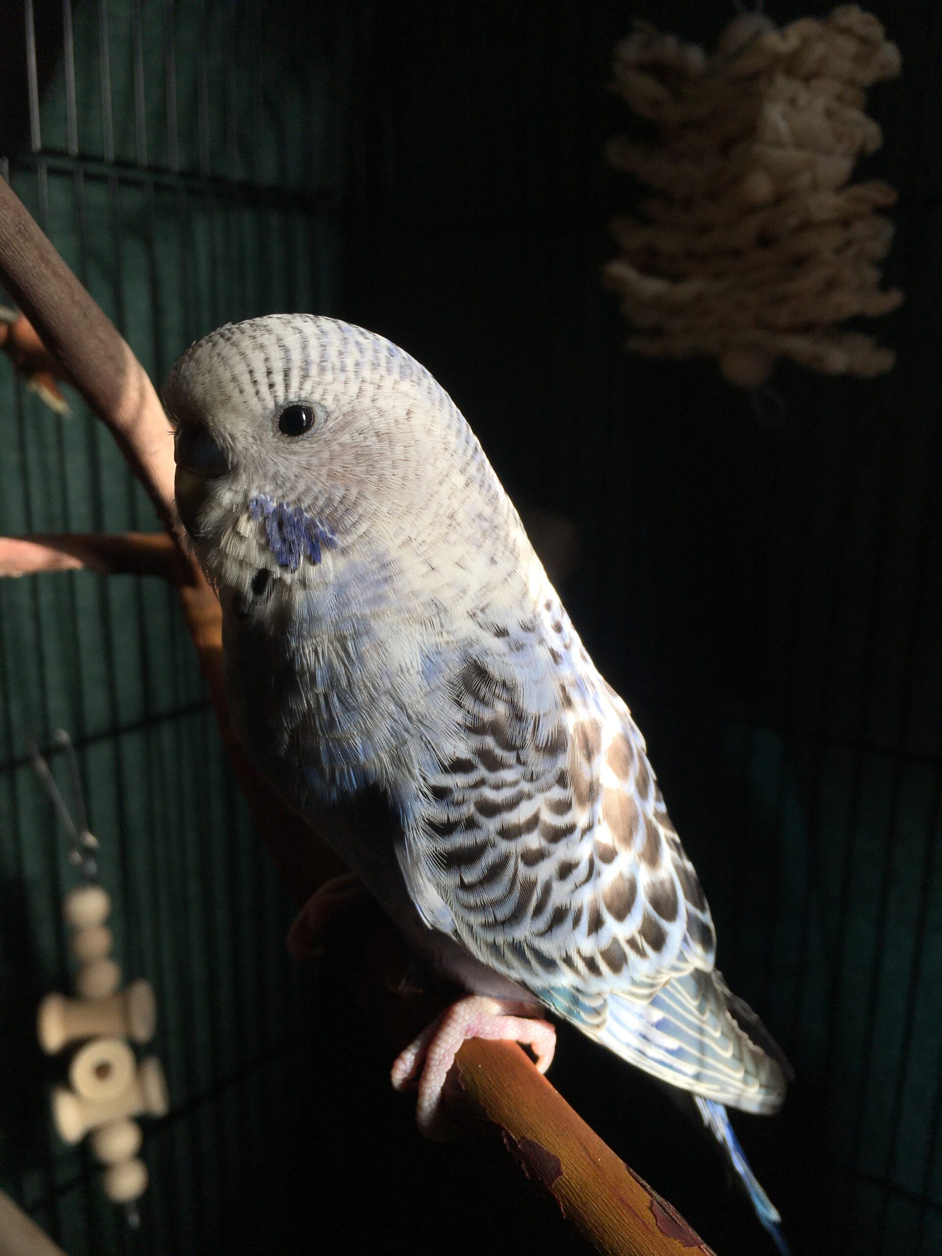UPDATE: REUNITED! USA Richmond CA, parakeet budgie ‘Beansprout’ Nov 14 2020