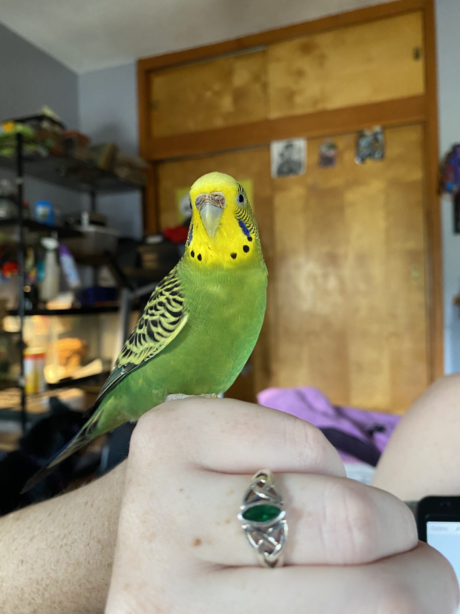 Malden, MA Parakeet “Cosmo” Nov. 2nd 2020